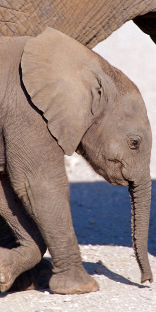 Fondo de pantalla de PC Animales, Elefante Africano De Sabana ...