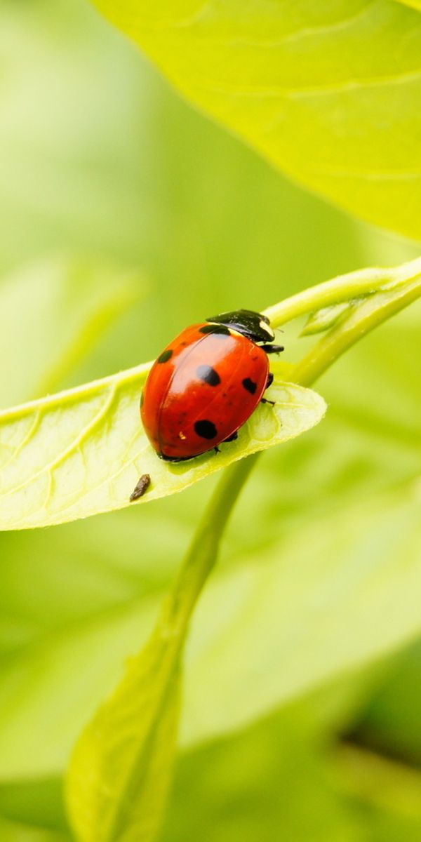 Desktop wallpaper: Ladybug, Animal 4K free download for PC. 597977