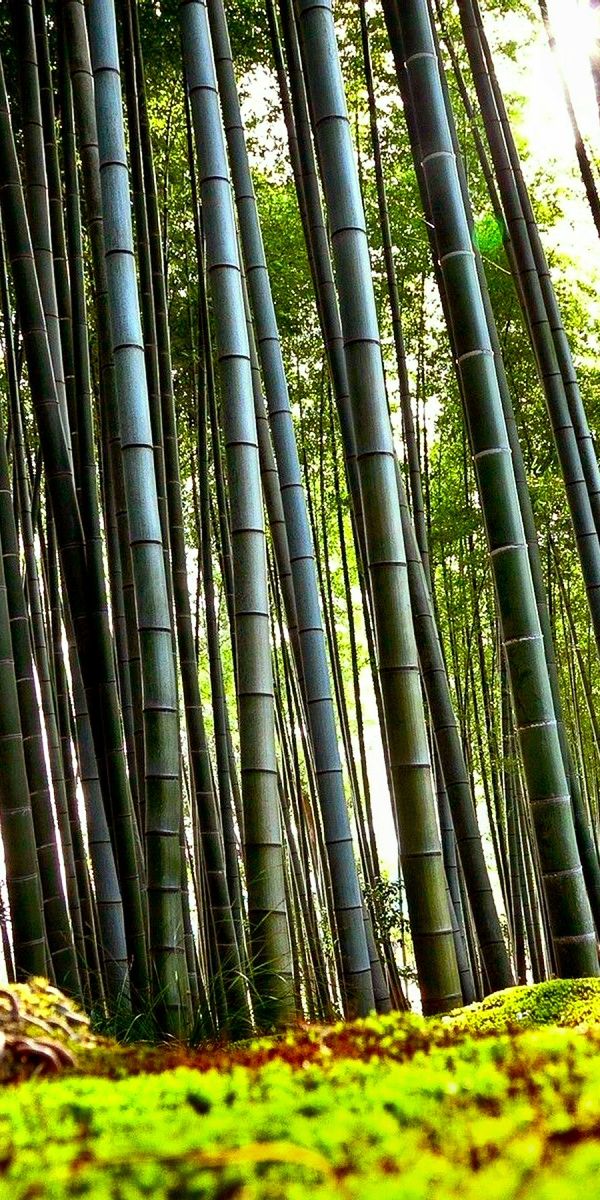 Phone wallpaper: Bamboo, Nature, Tree, Forest, Earth 564212