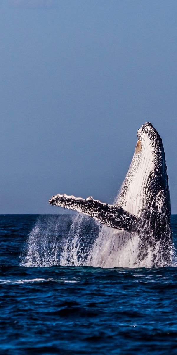 Desktop wallpaper: Animal, Humpback Whale, Horizon, Ocean, Whale 4K ...