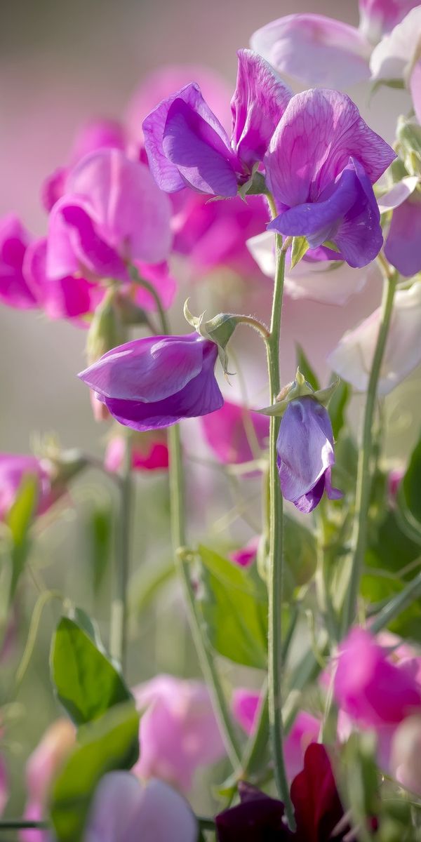 Free Sweet Pea 4K Wallpapers & Desktop HD Backgrounds for PC