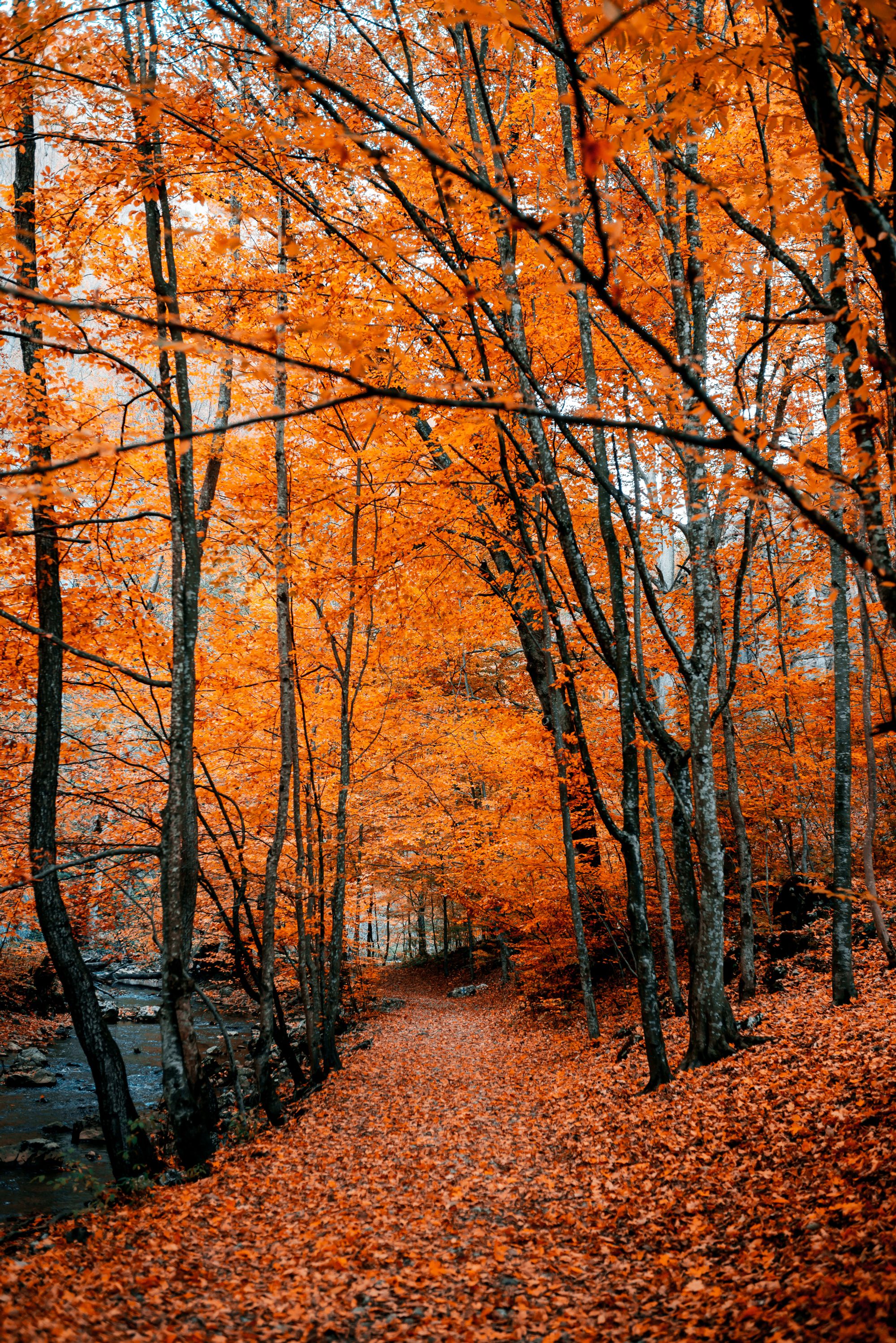 Download "Park" wallpapers for mobile phone, free "Park" HD pictures