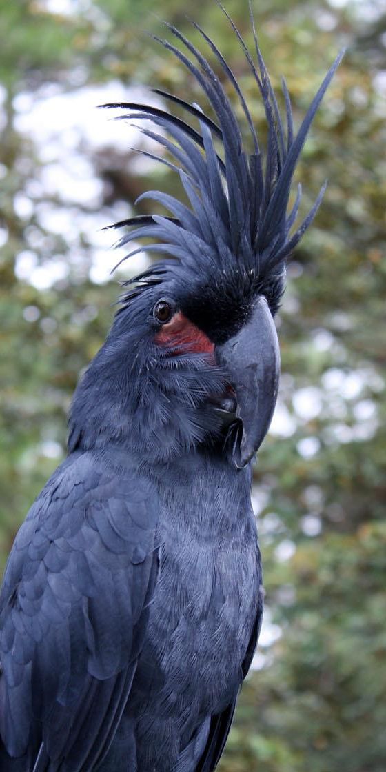 Free Palm Cockatoo 4K Wallpapers & Desktop HD Backgrounds for PC