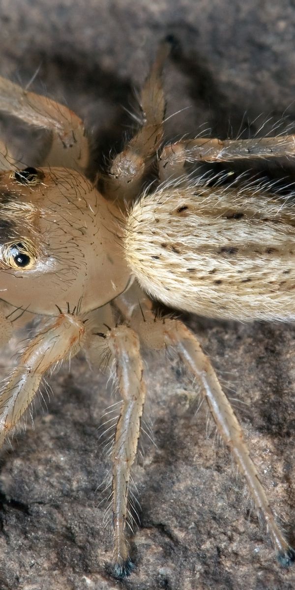 Desktop wallpaper: Animal, Spider, Arachnid, Jumping Spider, Spiders 4K ...