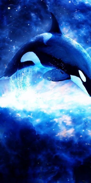 Fond d'écran HD: Orque, Animaux, Espace télécharger une image gratuite ...