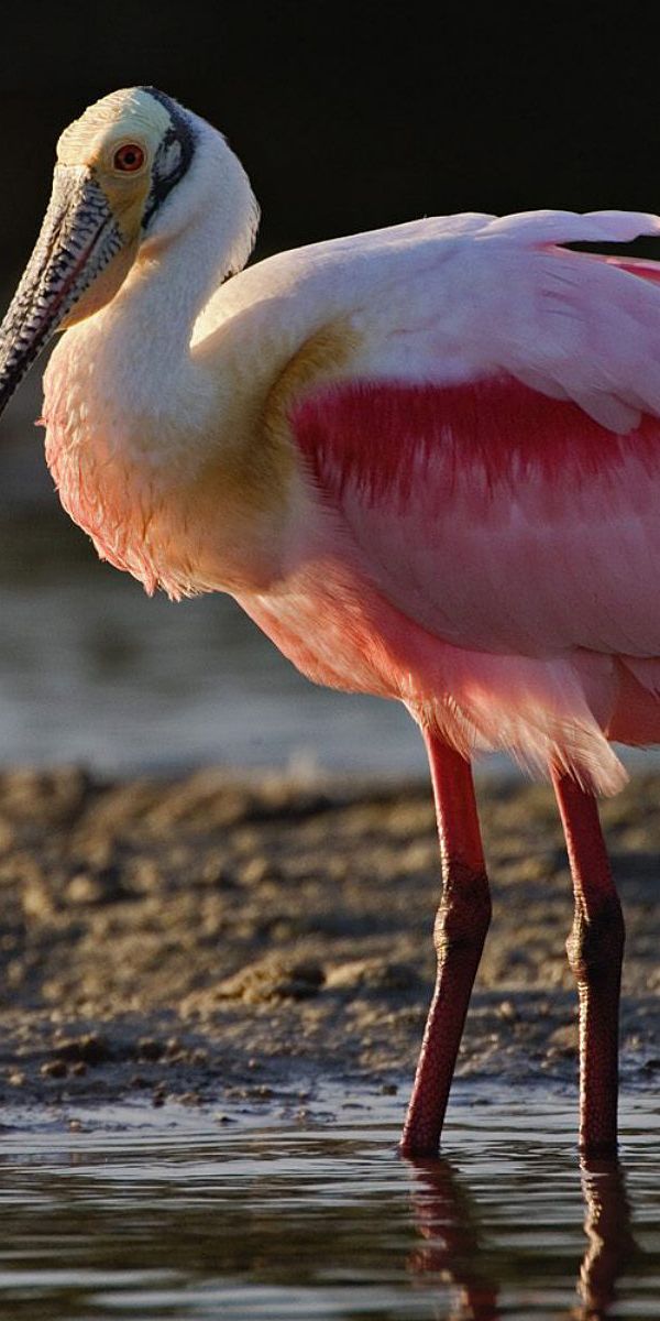 Free Roseate Spoonbill 4K Wallpapers & Desktop HD Backgrounds for PC
