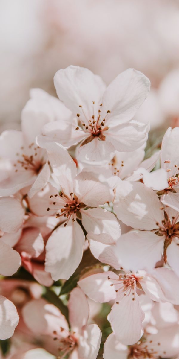 Tender Phone Wallpapers: Free 4K & HD Downloads | mob.org