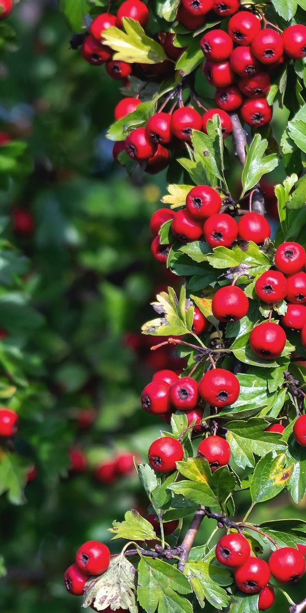 Free Hawthorn 4K Wallpapers & Desktop HD Backgrounds for PC