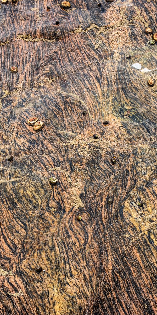 Phone wallpaper: Textures, Shells, Snails, Texture, Stone 60943
