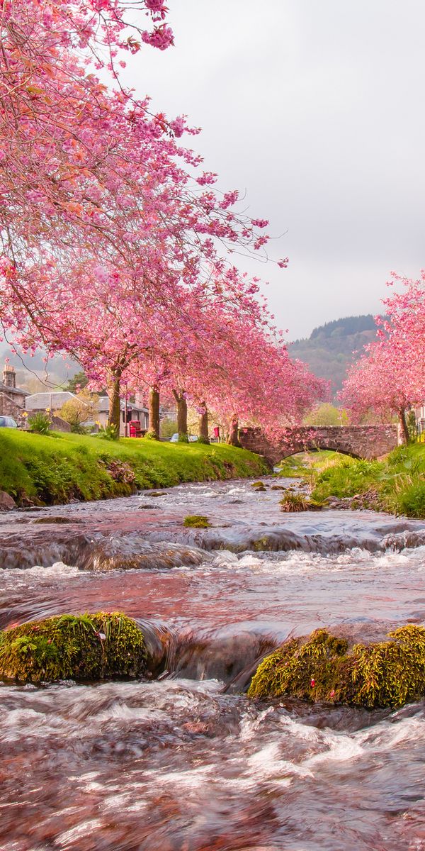 Phone wallpaper: Nature, Rivers, Sakura, Flow, Bridge 146275