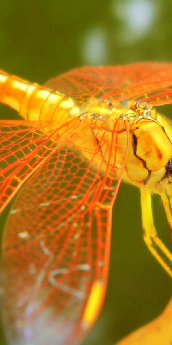 Phone wallpaper: Insects, Pictures, Butterflies 36768
