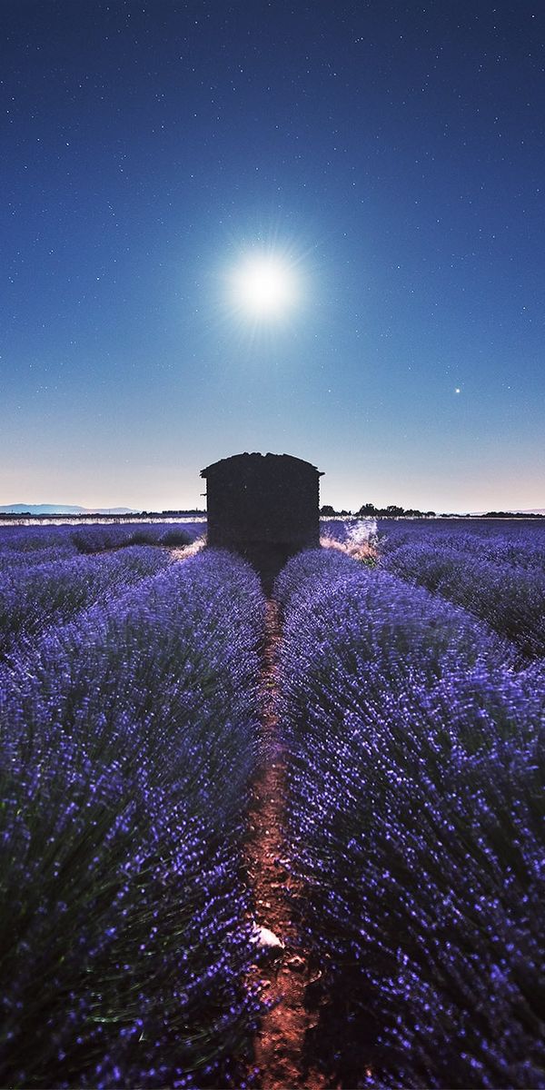 Desktop wallpaper: Flowers, Stars, Night, Earth, Field, Plantation ...