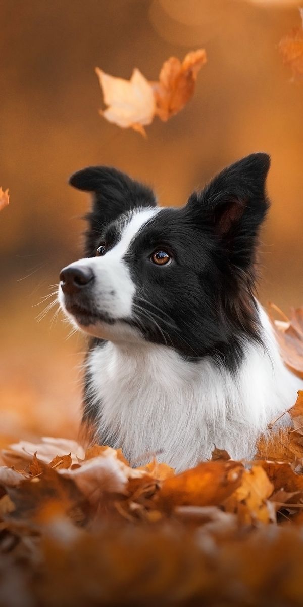 Desktop wallpaper: Animal, Border Collie, Dogs 4K free download for PC ...