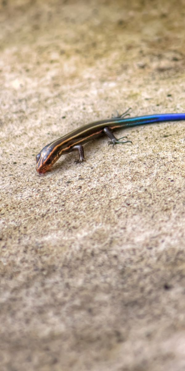 Skink Phone Wallpapers: Free 4K & HD Downloads | mob.org