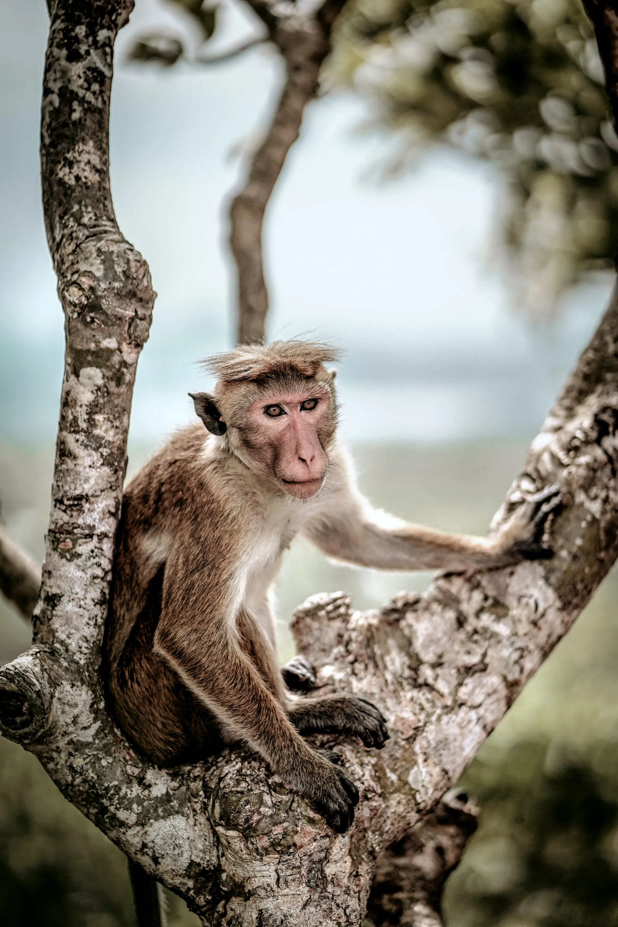 Free Macaque 4K Wallpapers & Desktop HD Backgrounds for PC