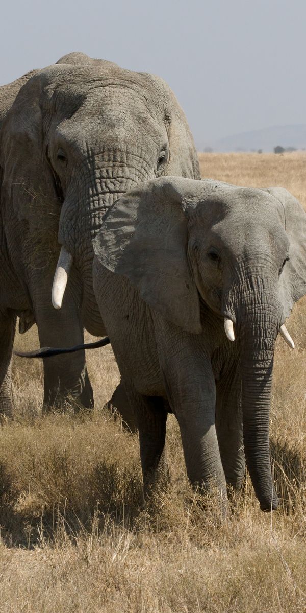 Fondo de pantalla de PC Elefante, Elefante Africano De Sabana, Animales ...