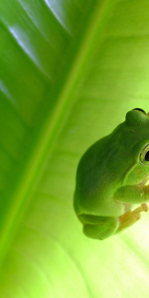 Phone wallpaper: Animal, Tree Frog, Frogs 309312