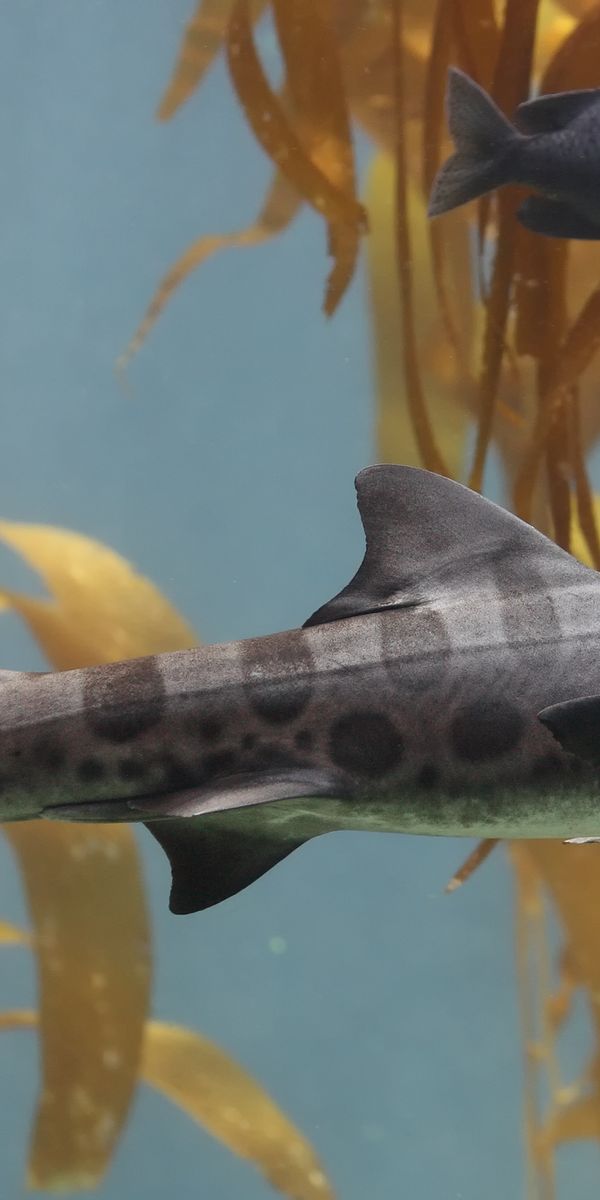 Leopard Shark Phone Wallpapers: Free 4K & HD Downloads | mob.org