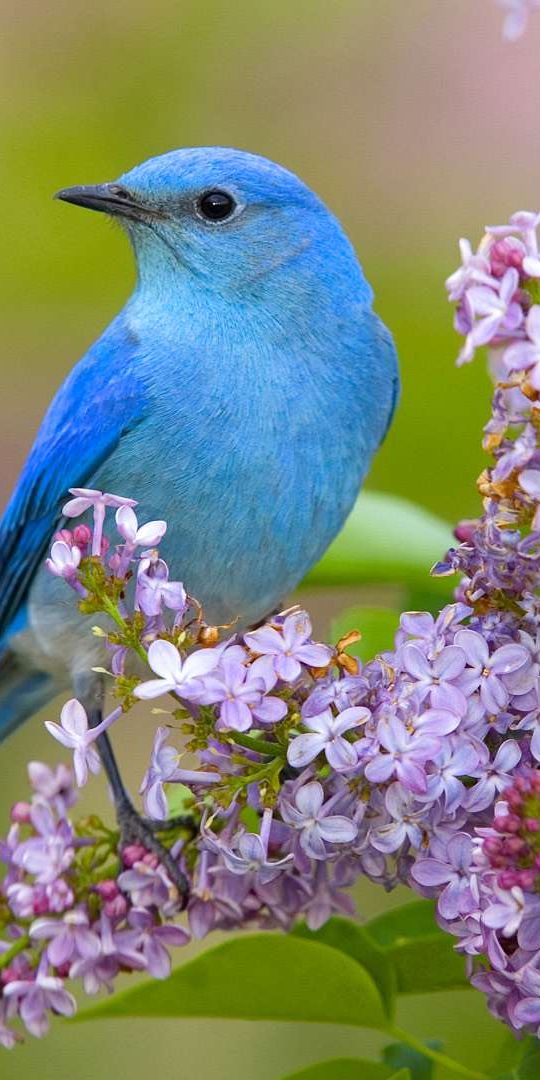 Mountain Bluebird Phone Wallpapers: Free 4K & HD Downloads | mob.org