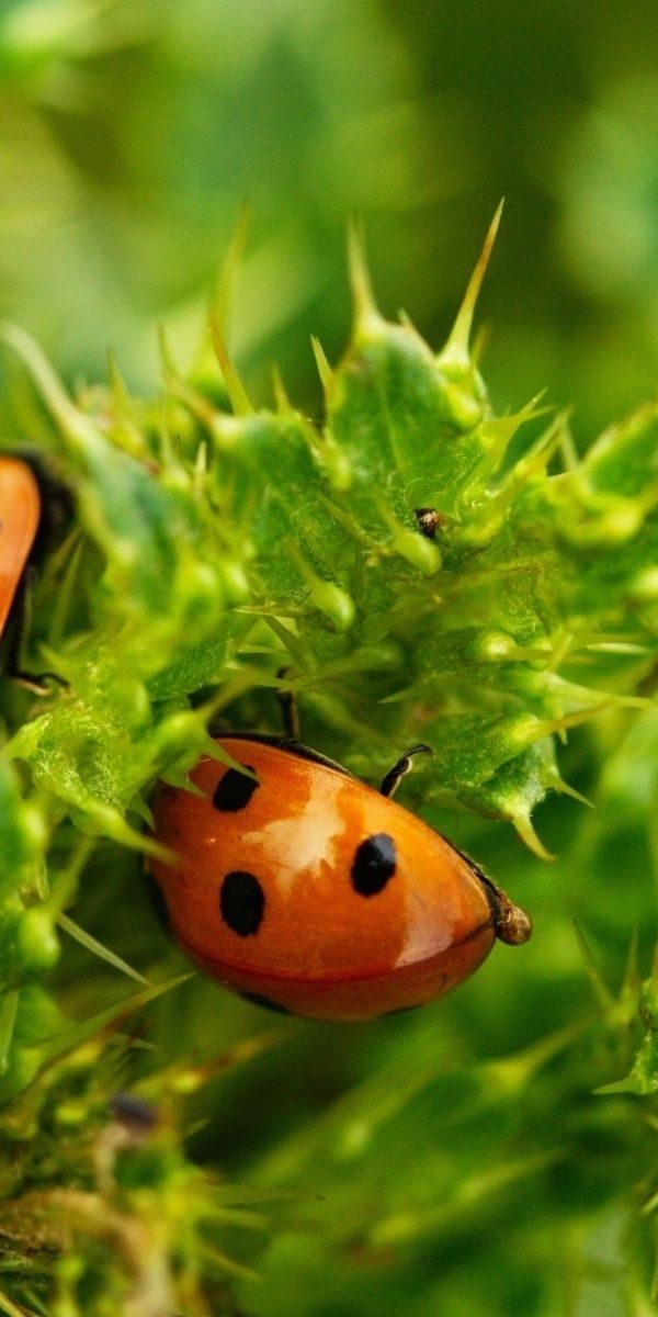 Phone wallpaper: Insects, Ladybugs 27847
