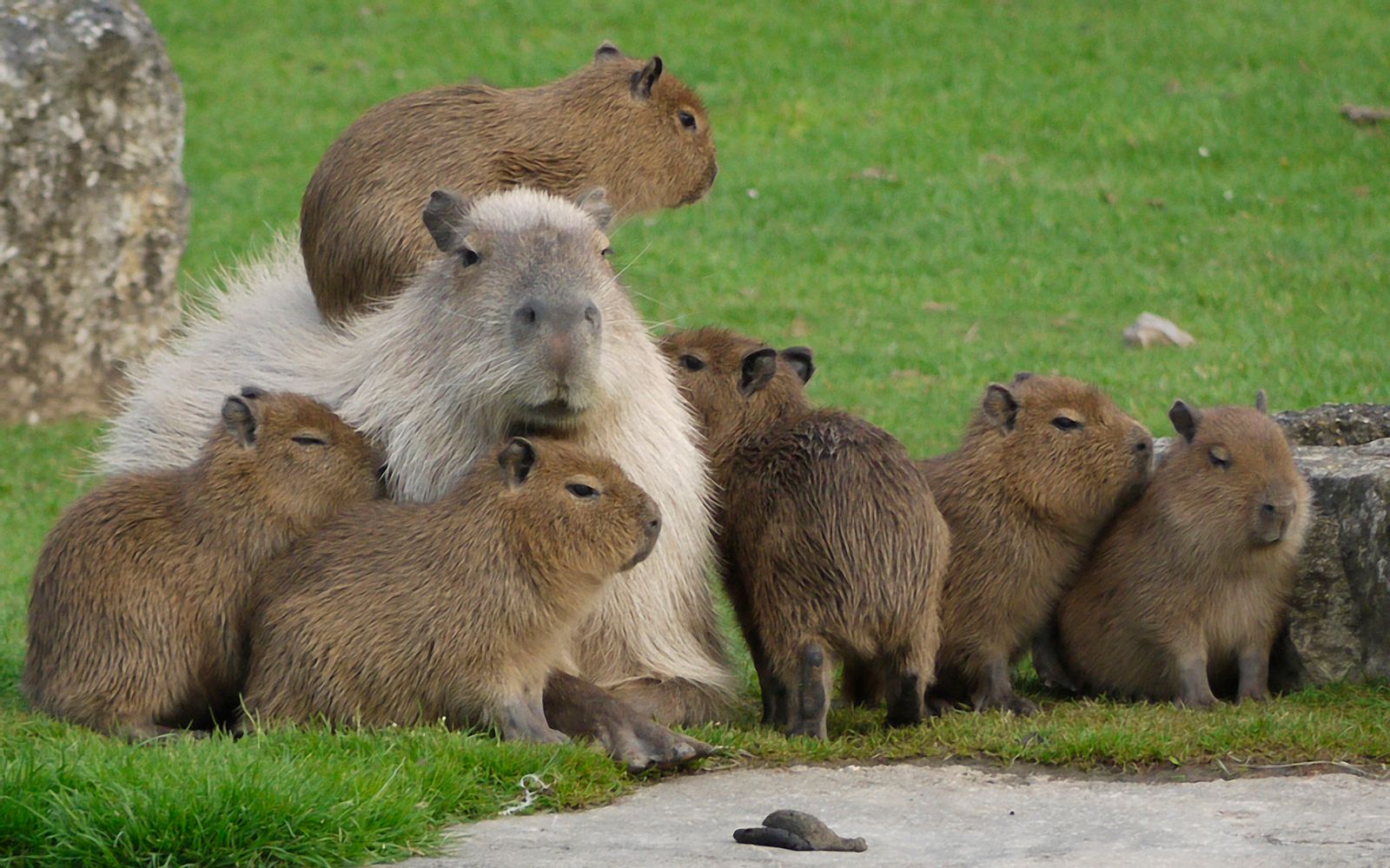 Baixe o papel de parede "Capivara" para o seu celular em imagens ...