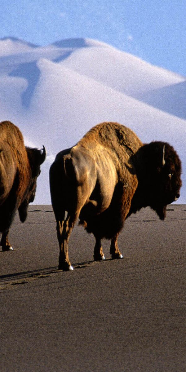 Free American Bison 4K Wallpapers & Desktop HD Backgrounds for PC