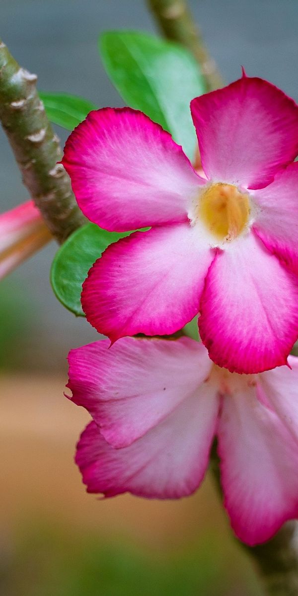 Adenium Obesum Phone Wallpapers: Free 4K & HD Downloads | mob.org