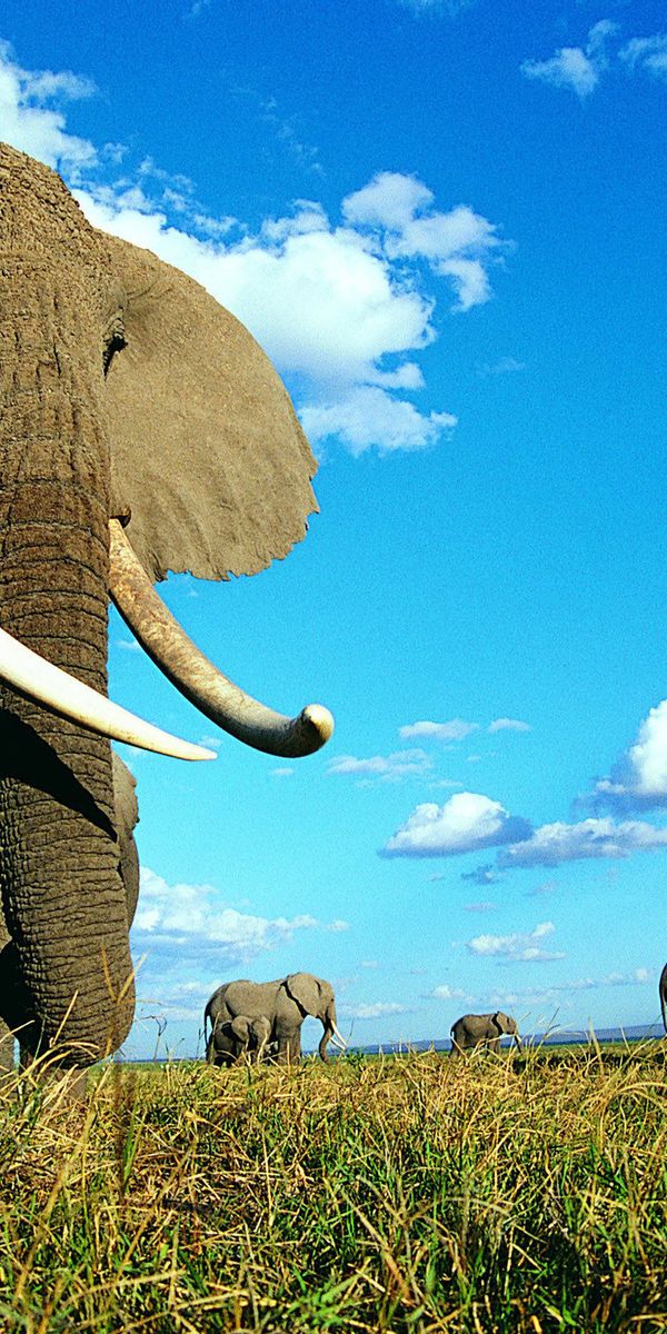 Fondo de pantalla de PC Animales, Elefantes, Elefante Africano De ...