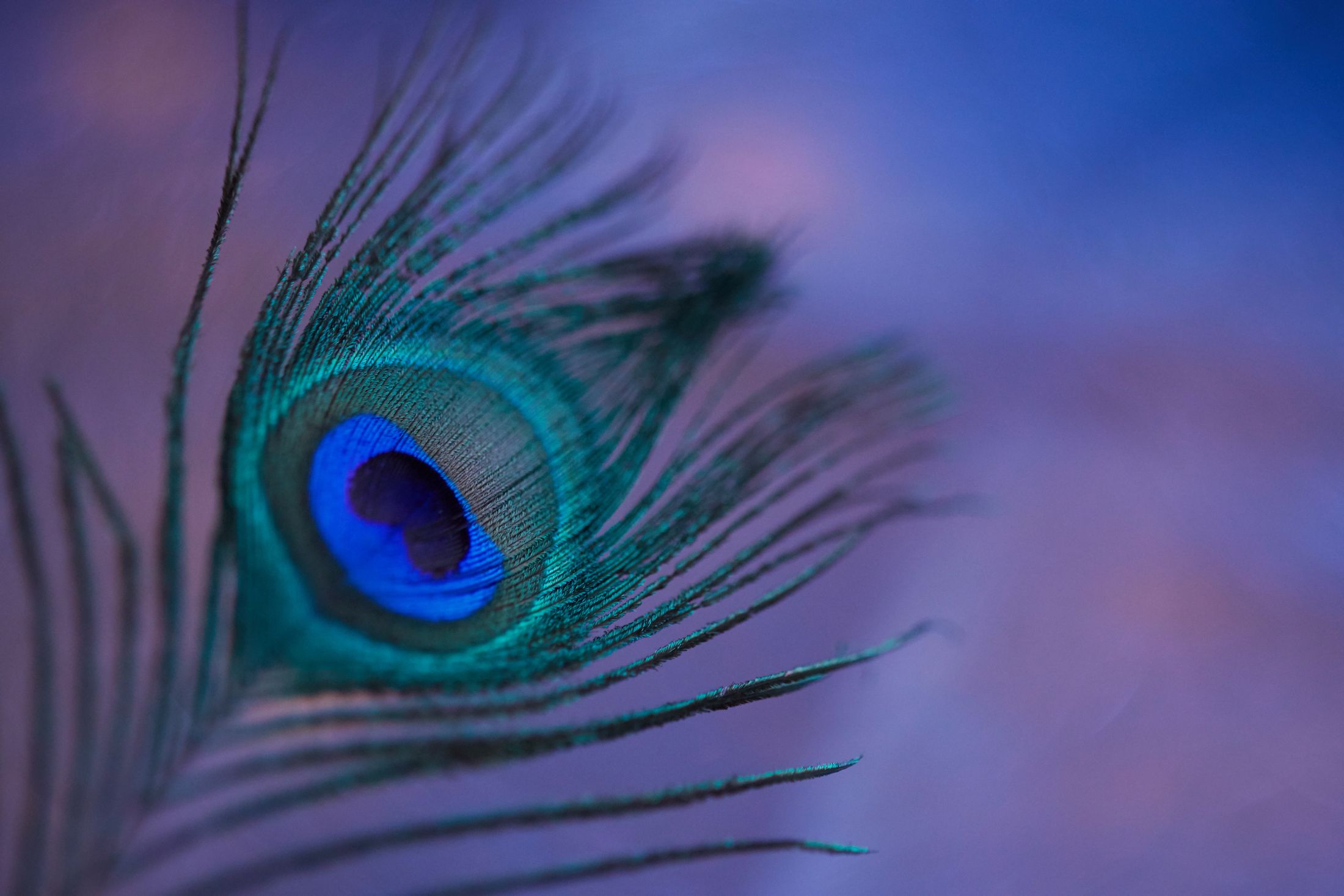 Free Peacock Feather 4K Wallpapers & Desktop HD Backgrounds for PC