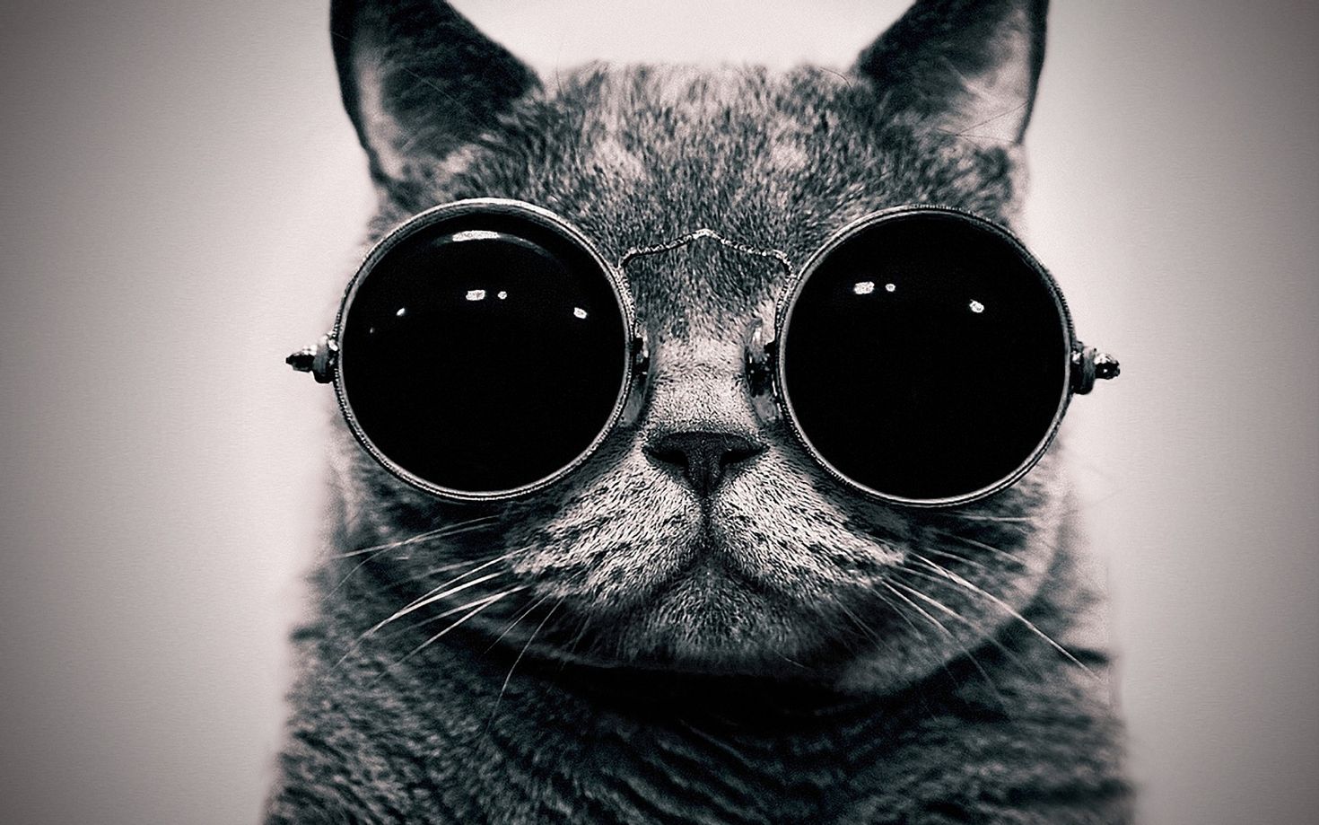 Fonds d'écran Chaton pour PC, télécharger gratuitement des images et ...