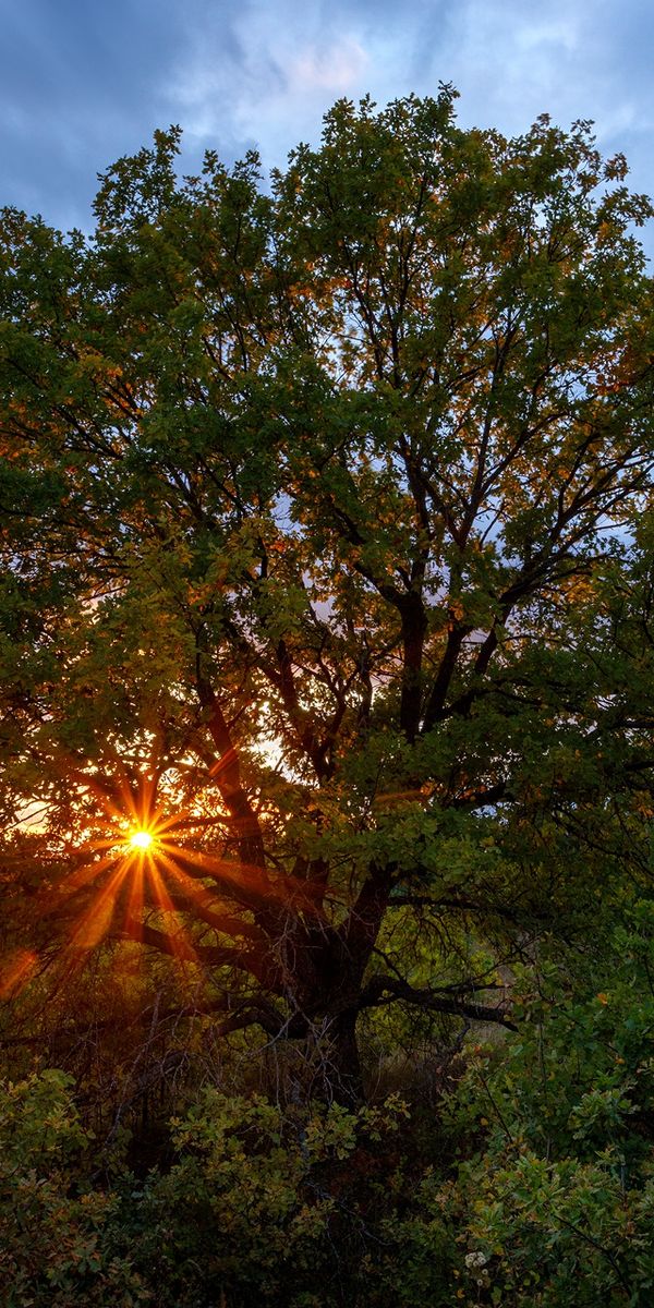 Phone wallpaper: Vegetation, Earth, Sunbeam, Fall, Nature, Sunset, Tree ...