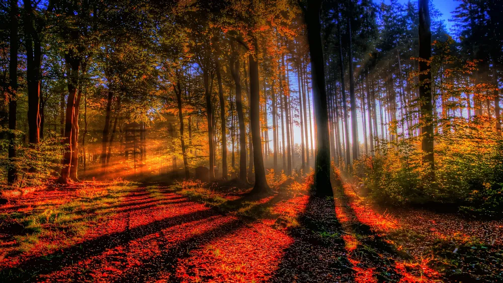 Desktop wallpaper: Tree, Fall, Earth, Nature, Forest, Sunbeam 4K free ...