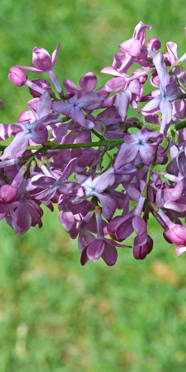Common Lilac Phone Wallpapers: Free 4K & HD Downloads | mob.org