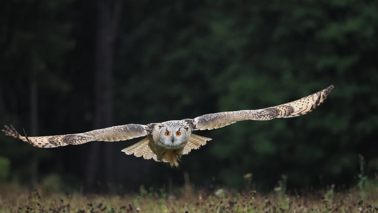 Fond d'écran HD: Animaux, Hibou, Oiseau, Des Oiseaux télécharger une ...