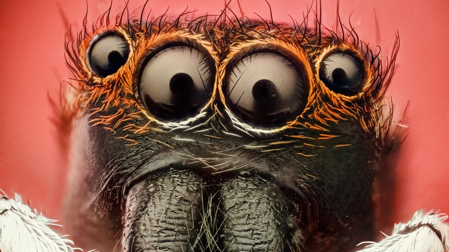 Desktop wallpaper: Spider, Animal, Jumping Spider, Spiders 4K free ...