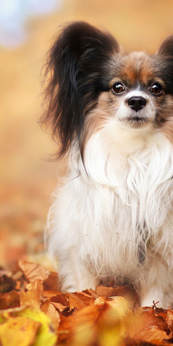 HDデスクトップ 壁紙: パピヨン (犬), 動物, パピヨン, 犬, 秋, 葉ダウンロード無料画像 #478297