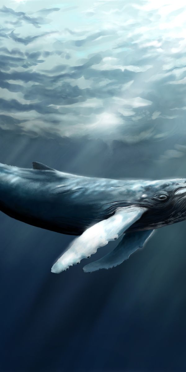 Free Humpback Whale 4K Wallpapers & Desktop HD Backgrounds for PC