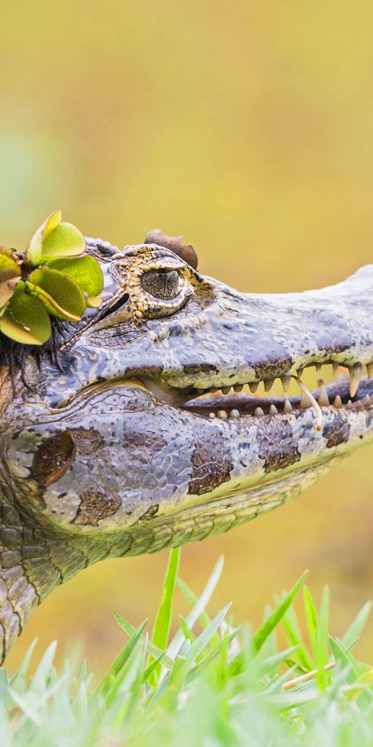 Phone wallpaper: Blur, Animal, Alligator 763250