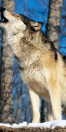 Lobos majestuosos bajo un cielo cósmico - fondo de pantalla para iPhone 4K