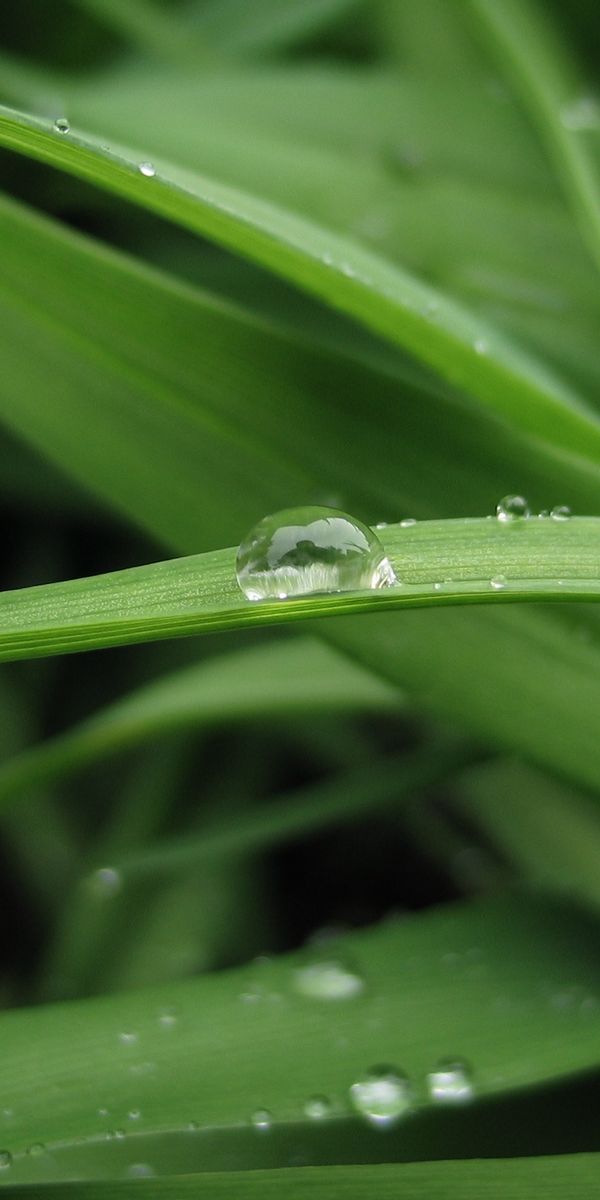 Desktop wallpaper: Grass, Earth 4K free download for PC. 719902