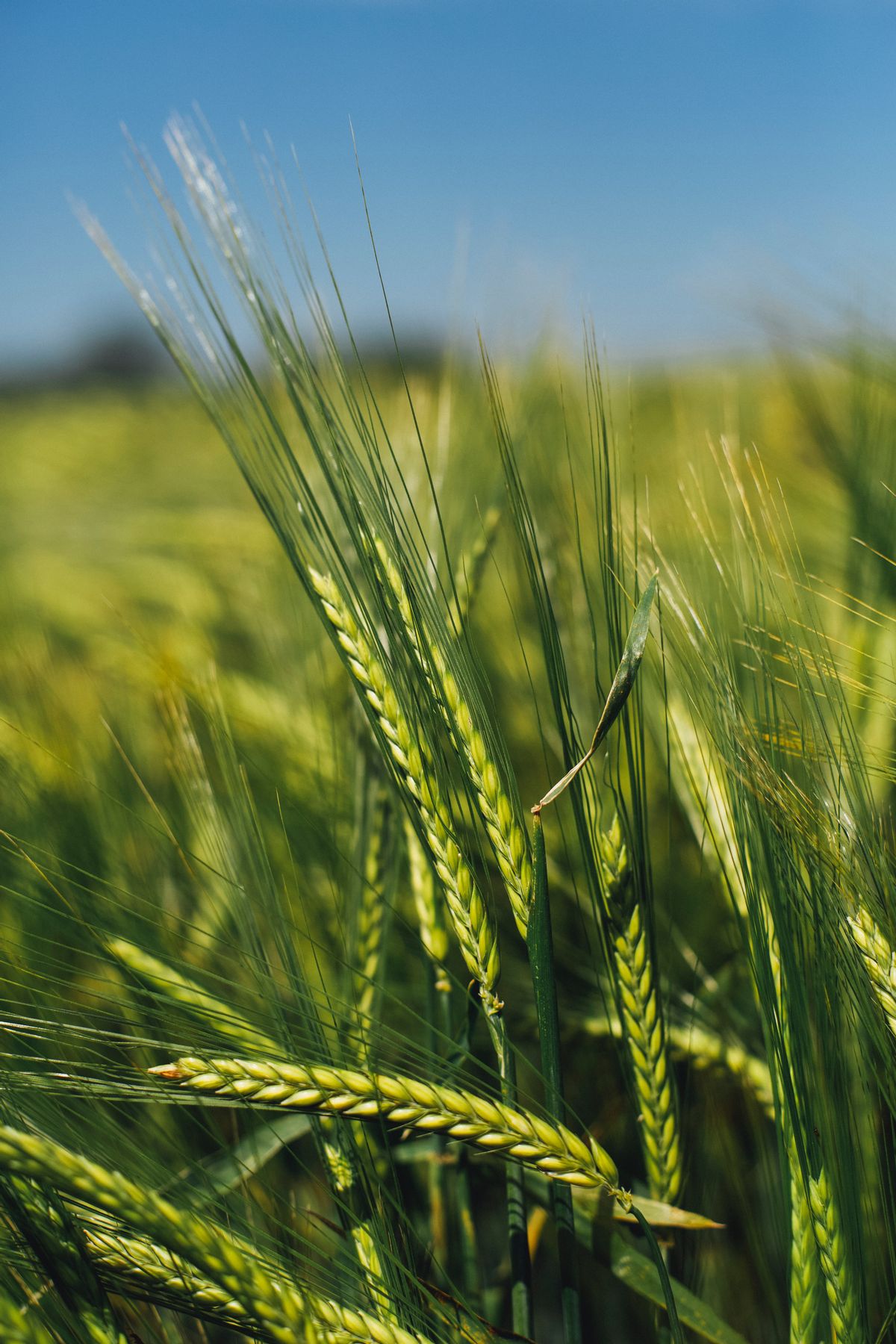 Free Agriculture 4K Wallpapers & Desktop HD Backgrounds for PC