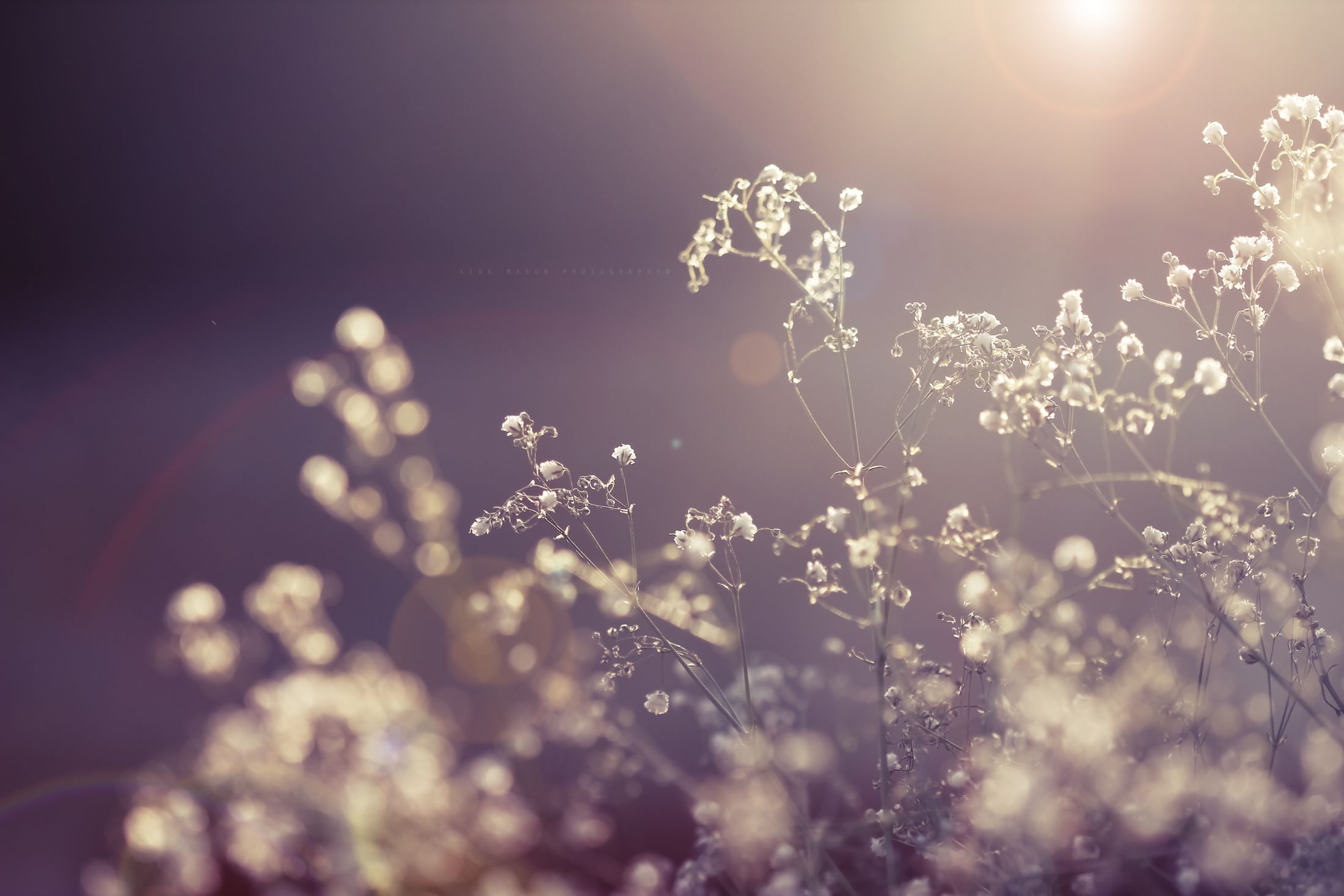 Fondo de pantalla de Violeta de PC, gratis para computadora 4K