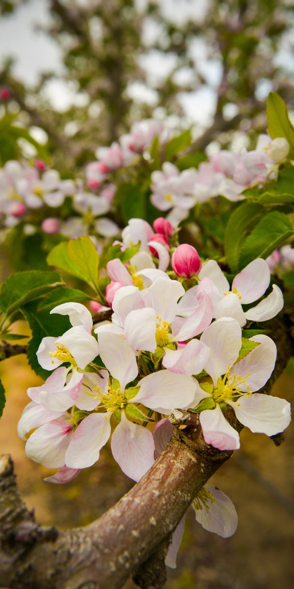 Free Apple Tree 4K Wallpapers & Desktop HD Backgrounds for PC