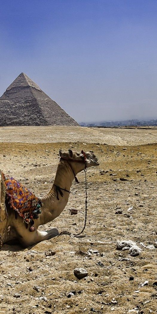 Phone wallpaper: Egypt, Pyramids, Animals, Camel 78460