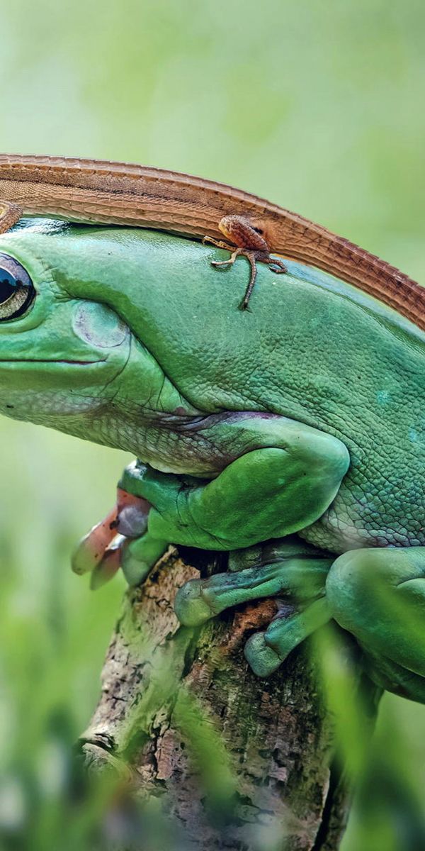 Phone wallpaper: Animal, Frog, Lizard, Frogs 339571