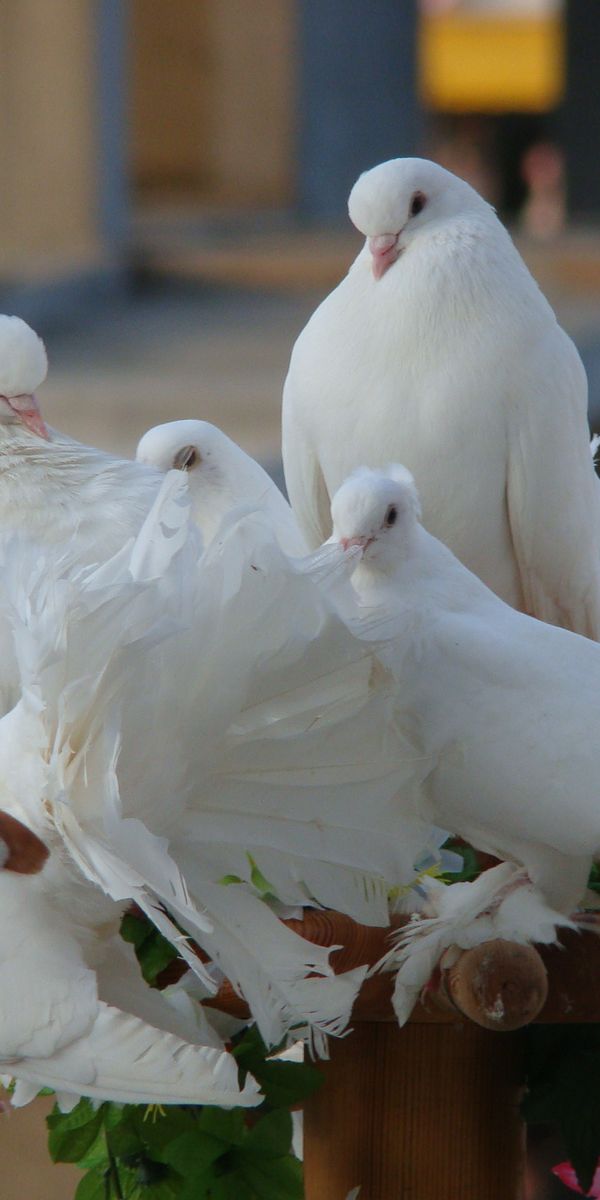 Free White Dove 4K Wallpapers & Desktop HD Backgrounds for PC