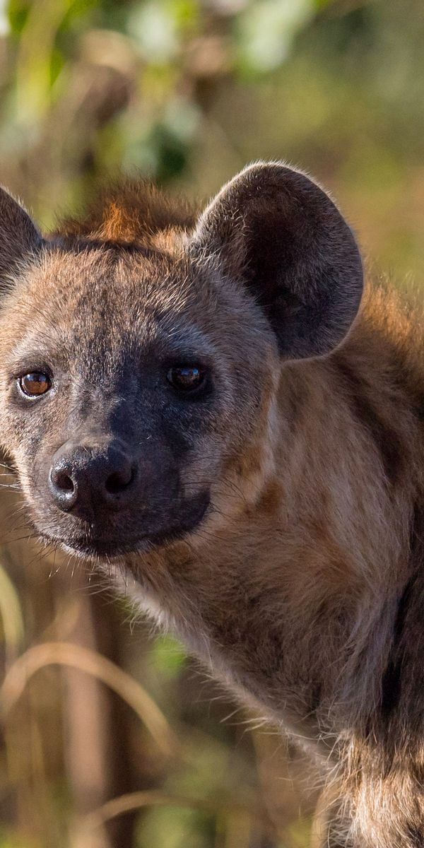 Desktop wallpaper: Spotted Hyena, Animal 4K free download for PC. 990879