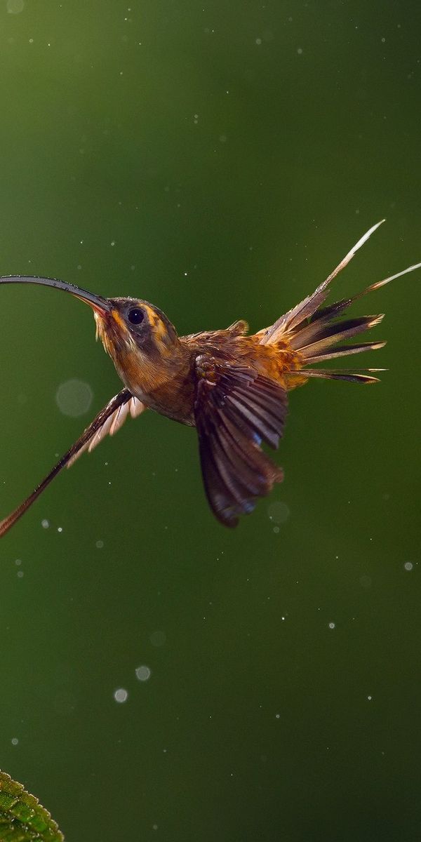 Long Billed Hermit Phone Wallpapers: Free 4K & HD Downloads | mob.org