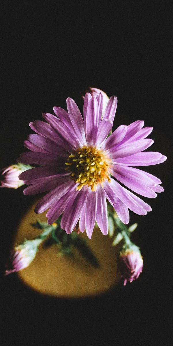 Free Aster 4K Wallpapers & Desktop HD Backgrounds for PC