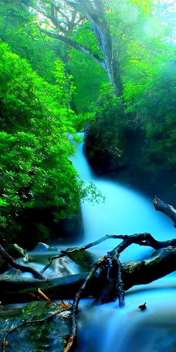 Phone wallpaper: Waterfalls, Tree, Earth, Waterfall, Forest, Log 400624